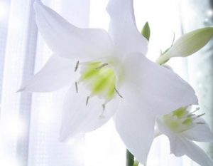 Why are lilies the flower of death? - Netcom Direct